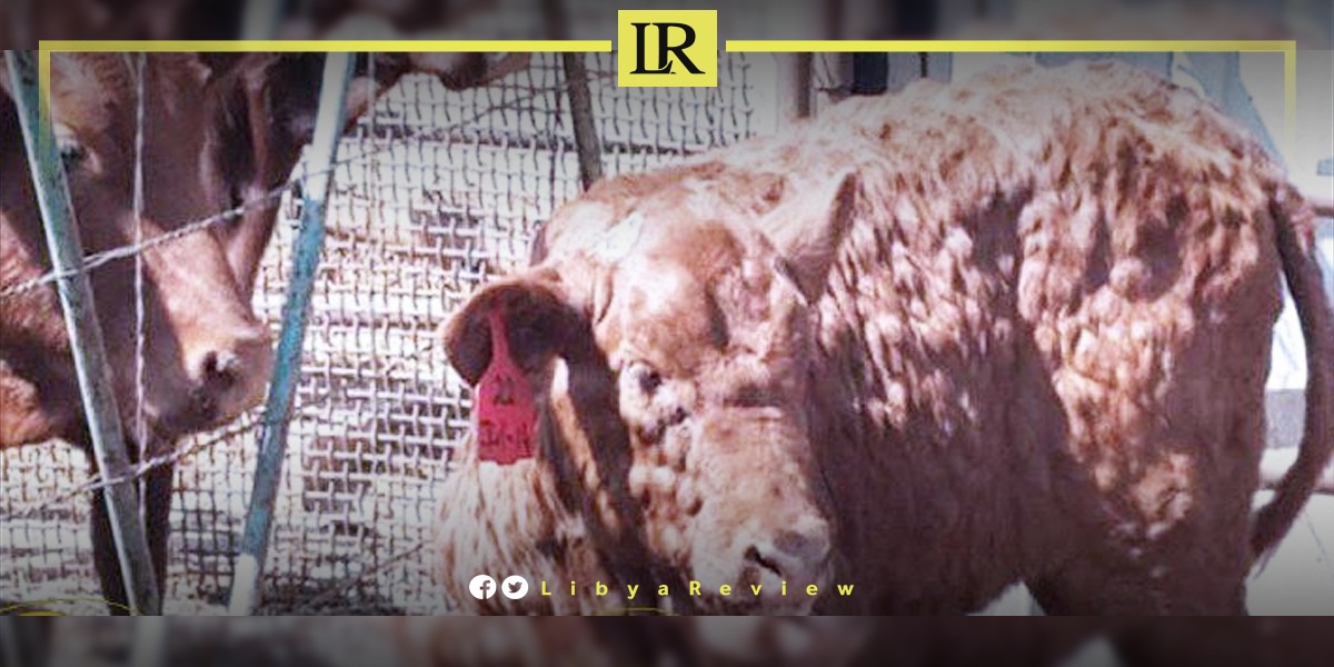 Libyan Official: 1,600 Cattle Affected with "Contagious Nodule ...